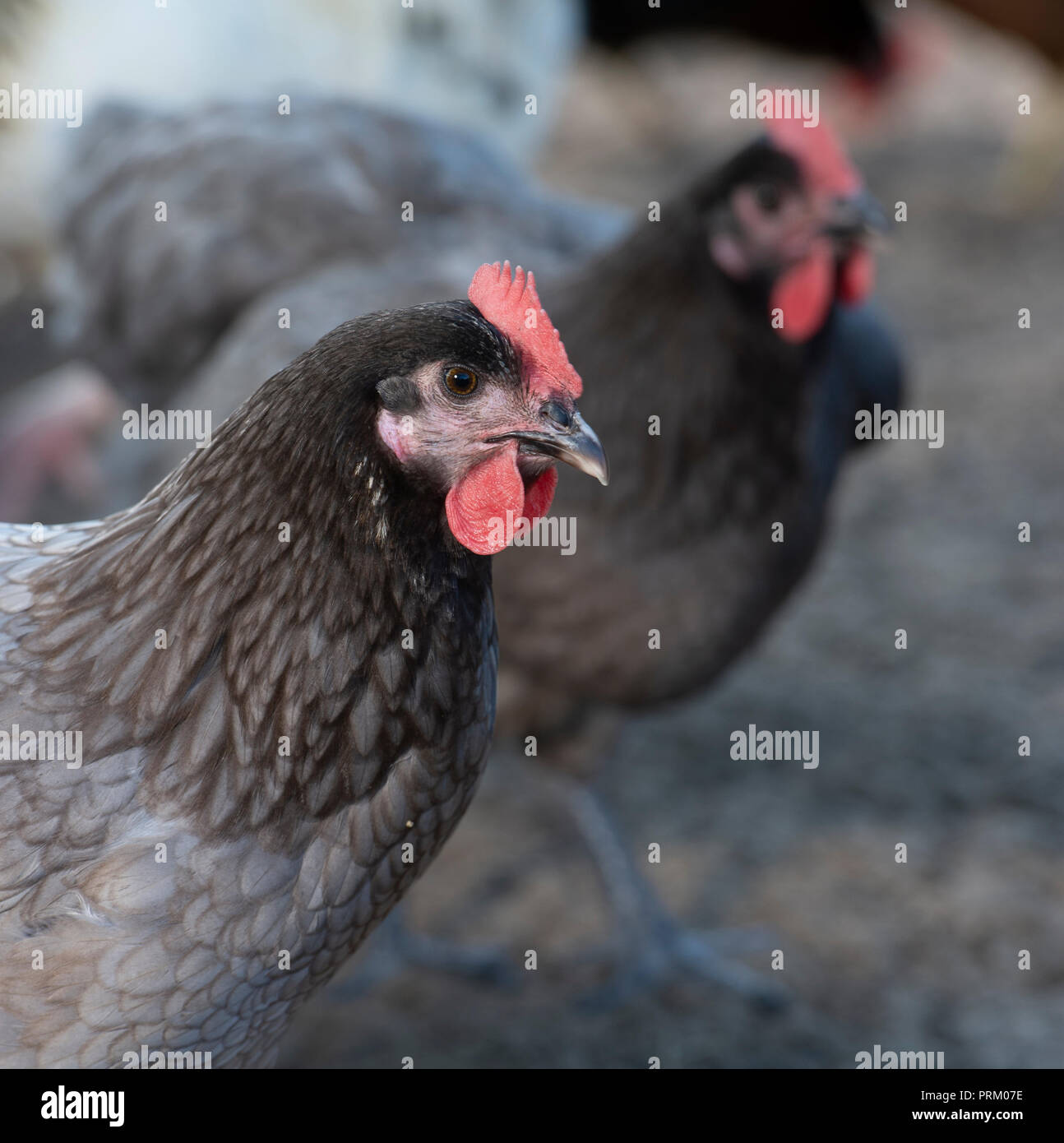 Free range chicken on a traditional poultry farm, France Stock Photo ...