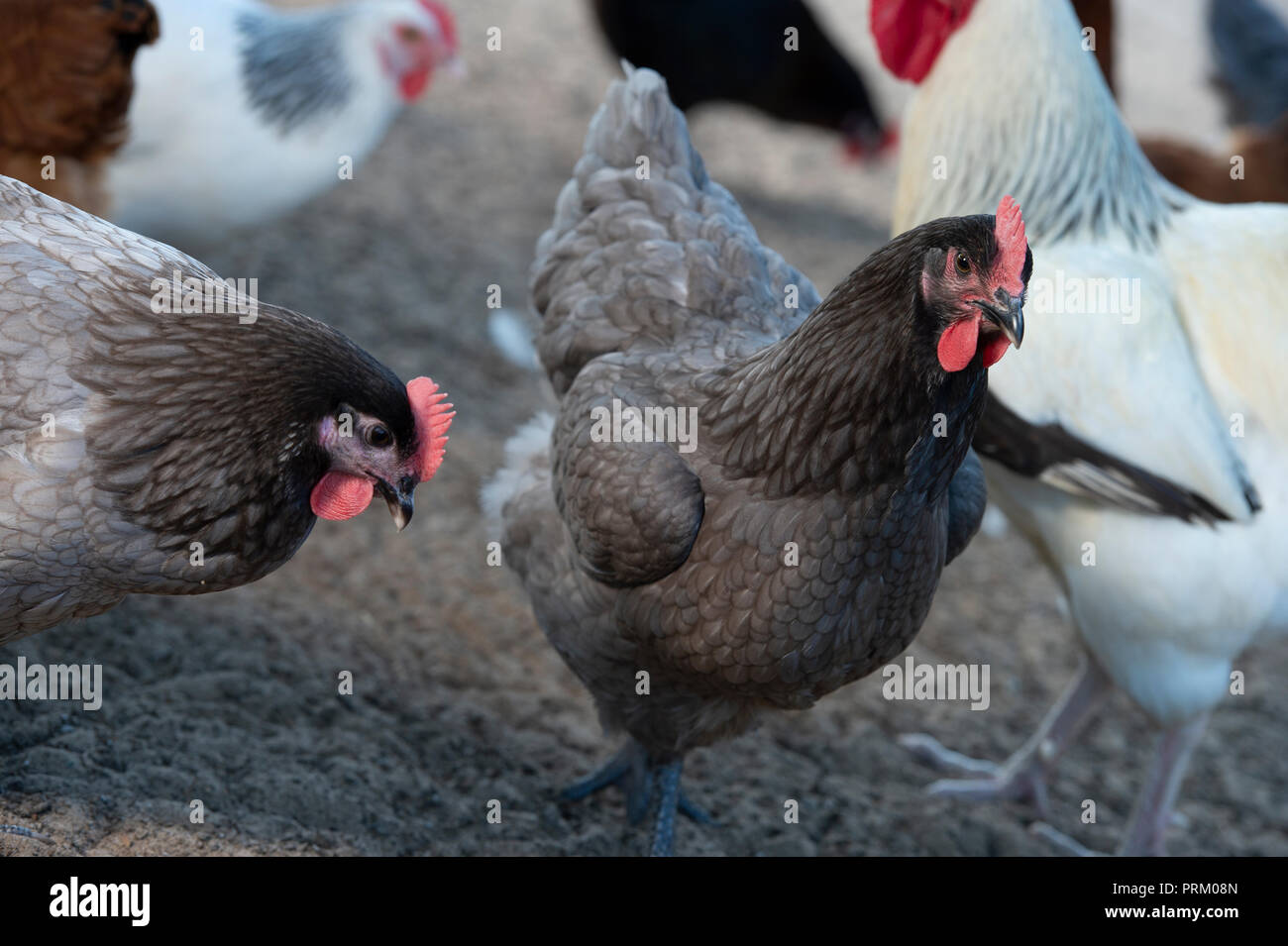 Free range chicken on a traditional poultry farm, France Stock Photo ...