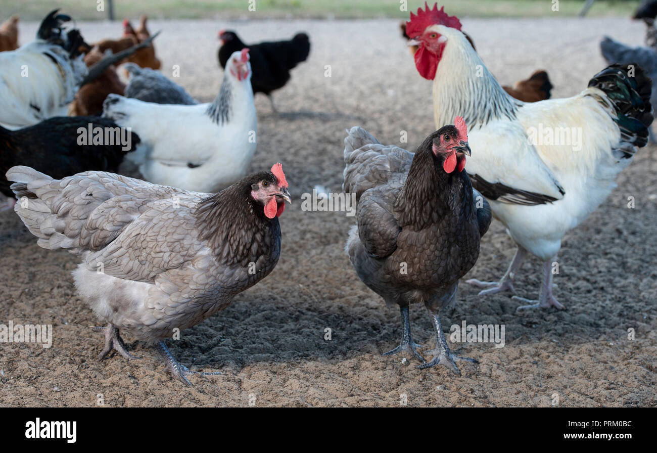 Free range chicken on a traditional poultry farm, France Stock Photo ...