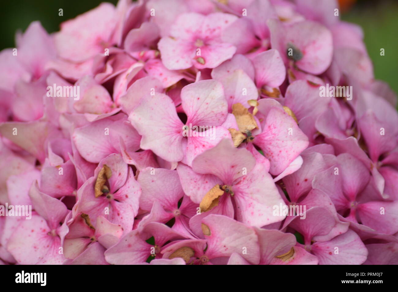 Posy of pink flowers Stock Photo - Alamy