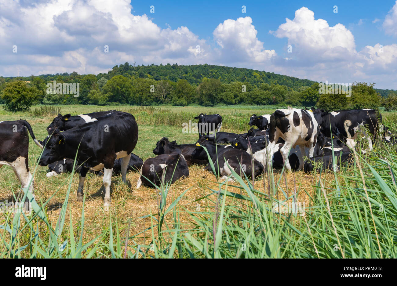 Sussex Cows High Resolution Stock Photography and Images - Alamy