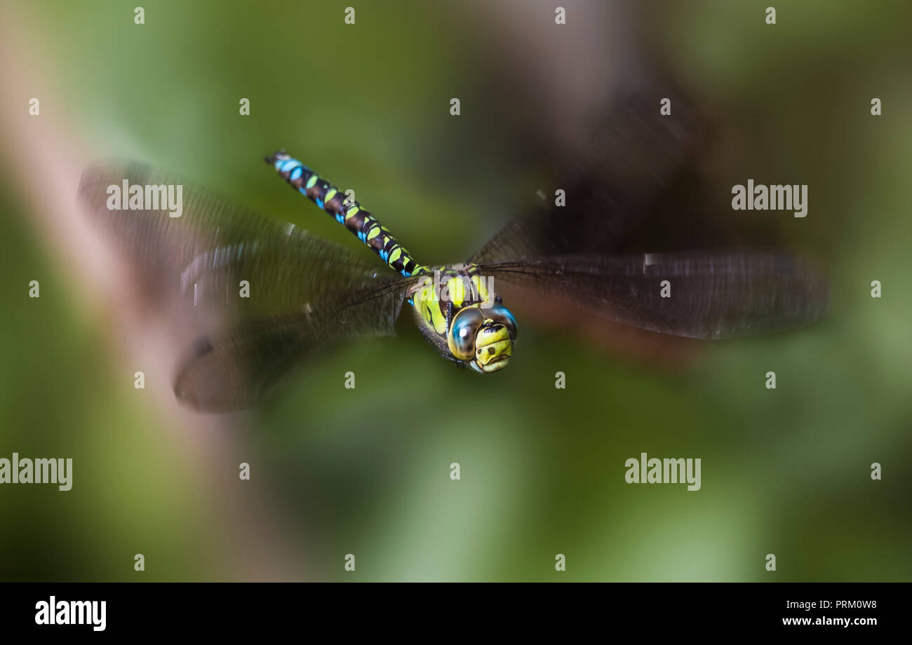 Male Aeshna cyanea (Southern Hawker Dragonfly) flying in Autumn in West Sussex, England, UK ...