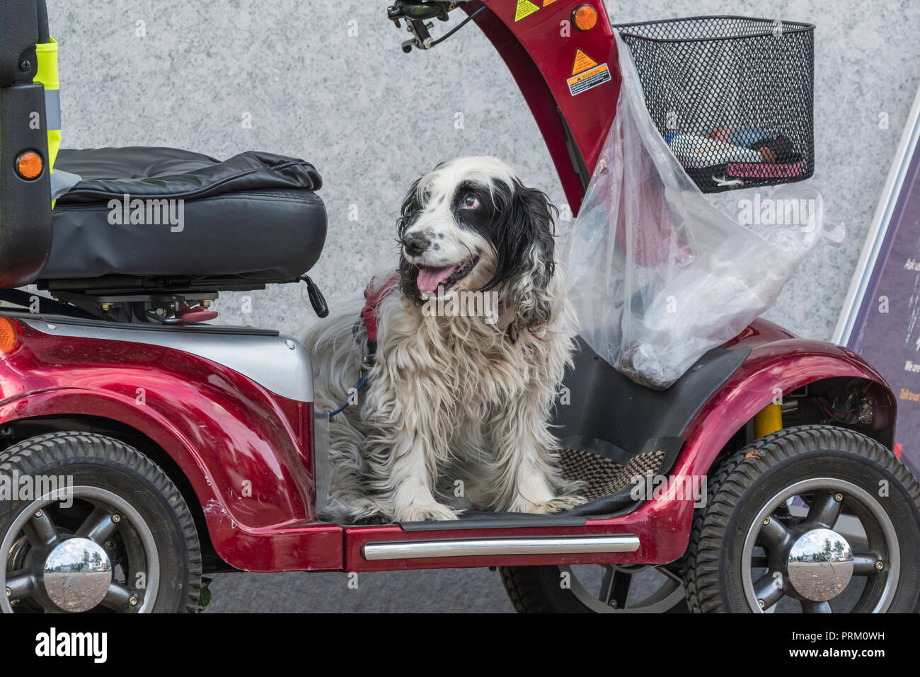 Canine Mobility Cart