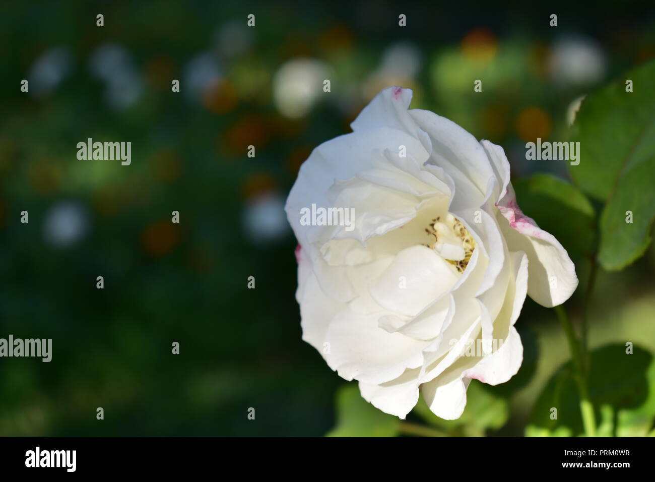 White rose closeup. Bush with green leaves, white and orange flowers ...