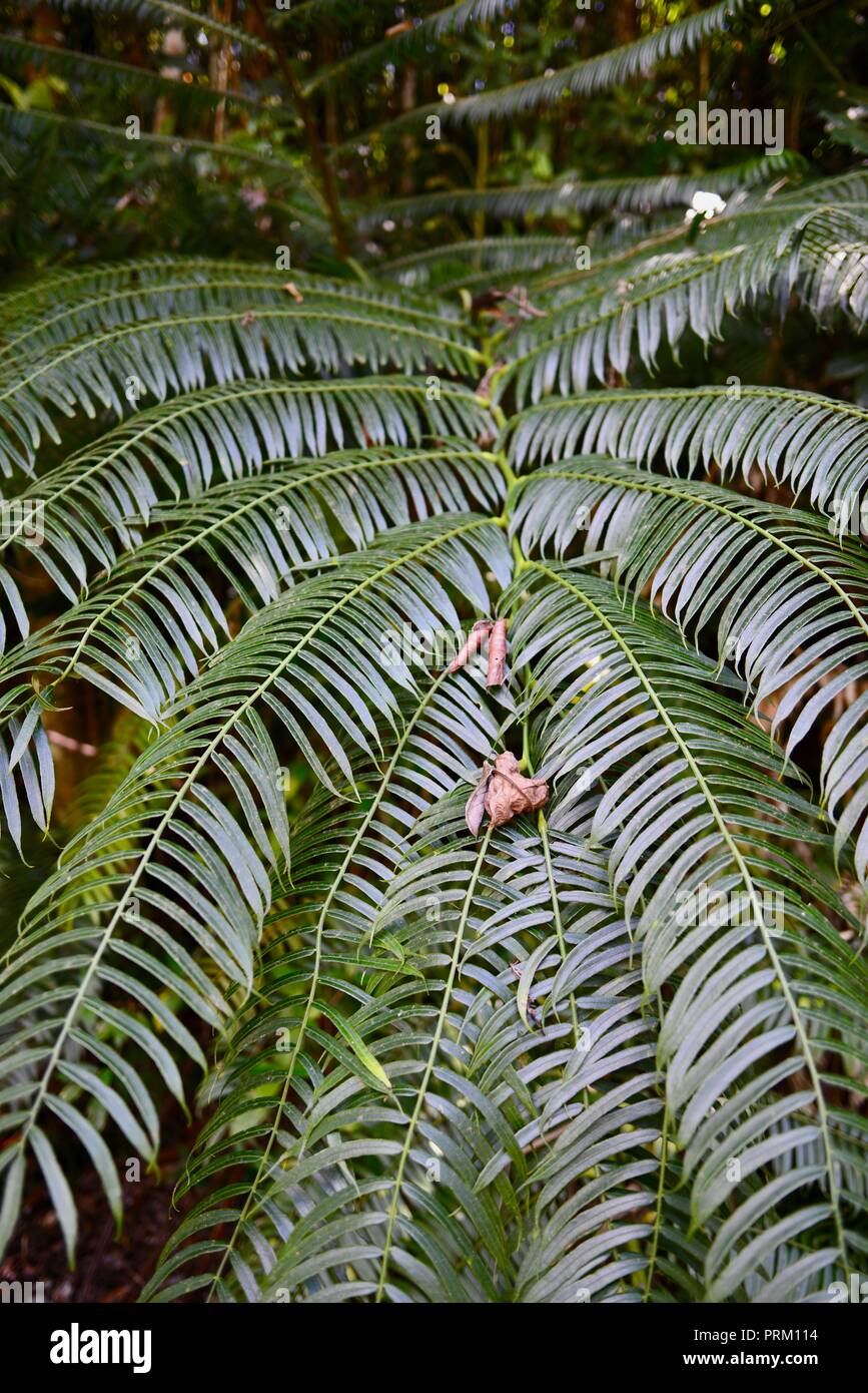A giant tree fern Angiopteris evecta growing near a stream, South ...