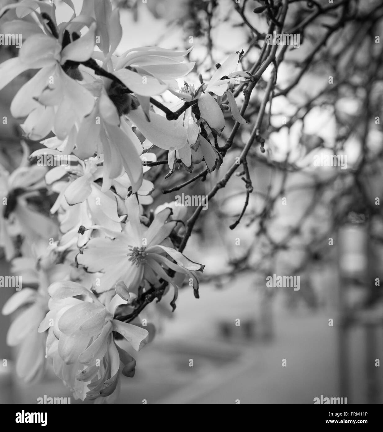 Blossoms of magnolia Black and White Stock Photos & Images - Alamy