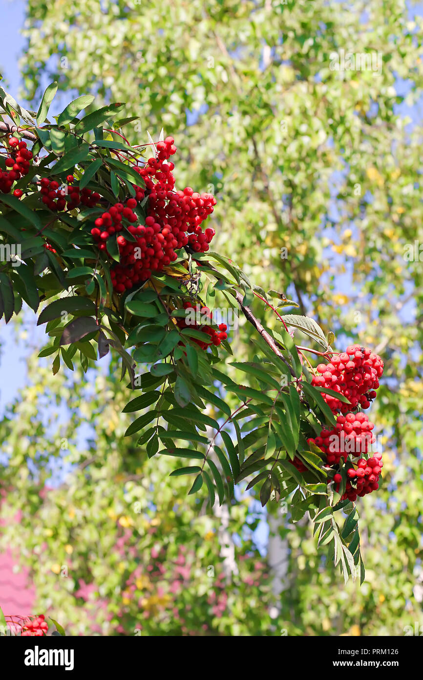 Branches of European Mountain Ash Rowan tree with ripe berries, Sorbus ...