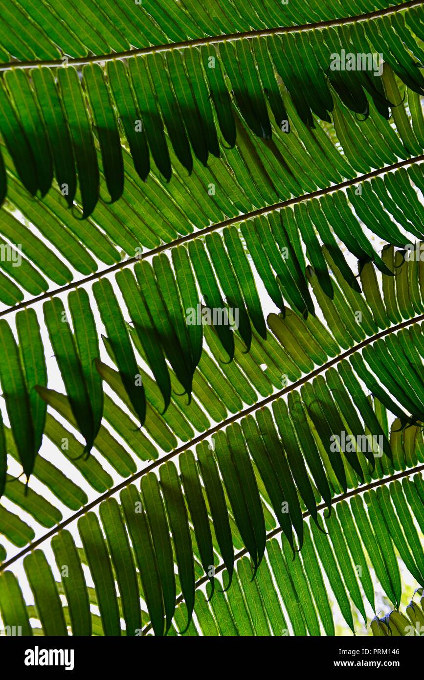 A giant tree fern angiopteris evecta growing near a stream hi-res stock ...