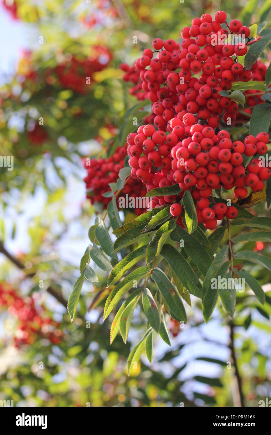 Branches of European Mountain Ash Rowan tree with ripe berries, Sorbus ...