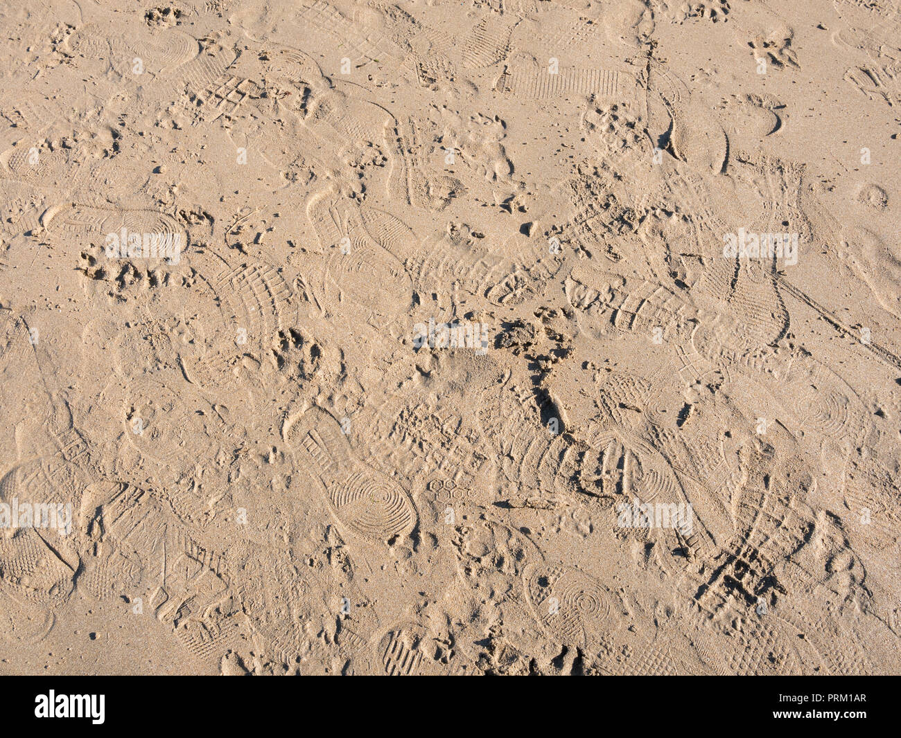 Footprints in damp sand at Newquay Leave no trace metaphor Stock Photo ...