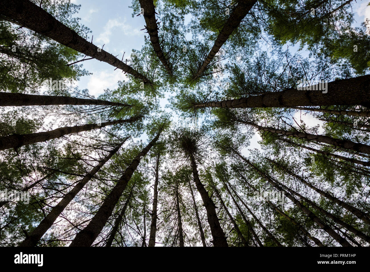 View looking up into the sky through a formation of Pine trees Stock ...