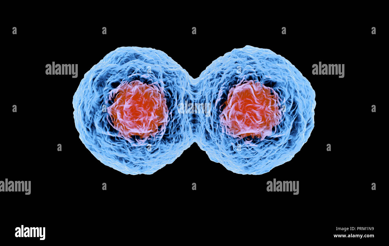Anaphase of mitosis hi-res stock photography and images - Alamy