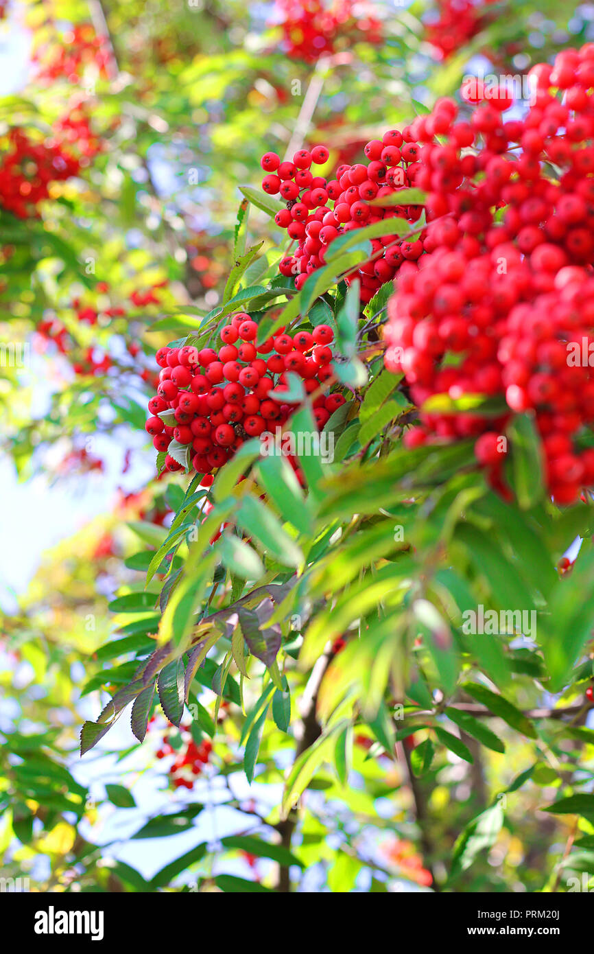 Branches of European Mountain Ash Rowan tree with ripe berries, Sorbus ...