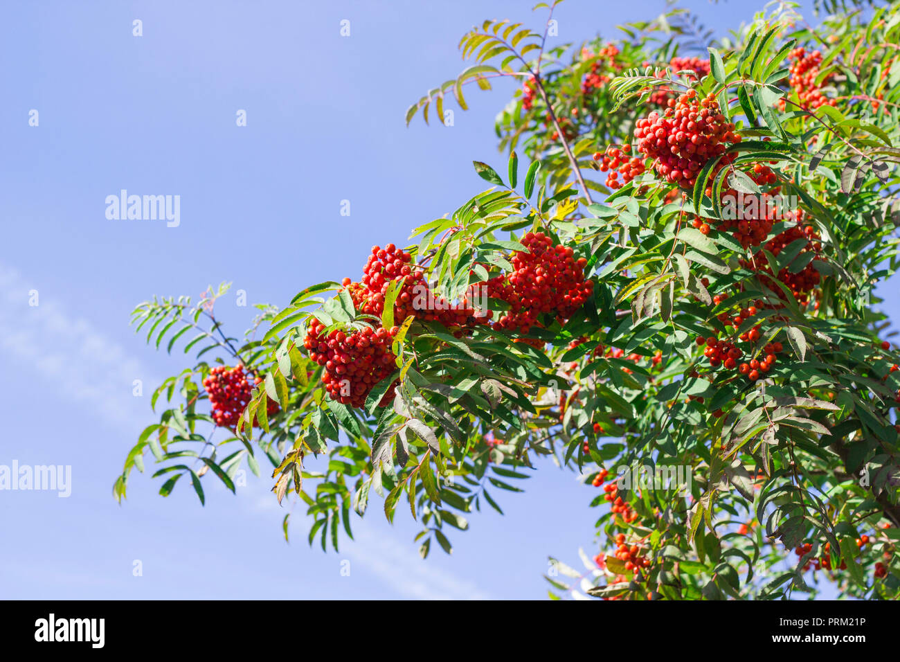 Branches of European Mountain Ash Rowan tree with ripe berries, Sorbus ...