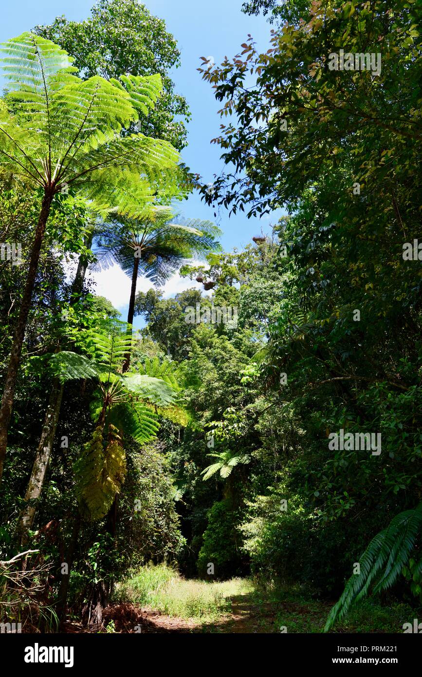 Tropical Rainforest Canopy Trees High Resolution Stock Photography and ...