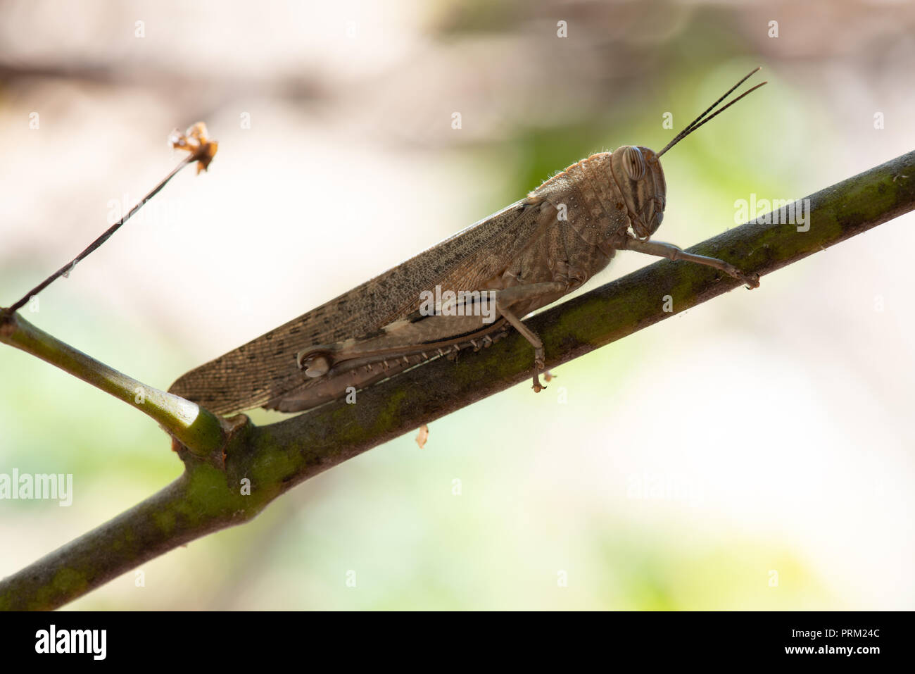 grasshopper on branch Stock Photo - Alamy