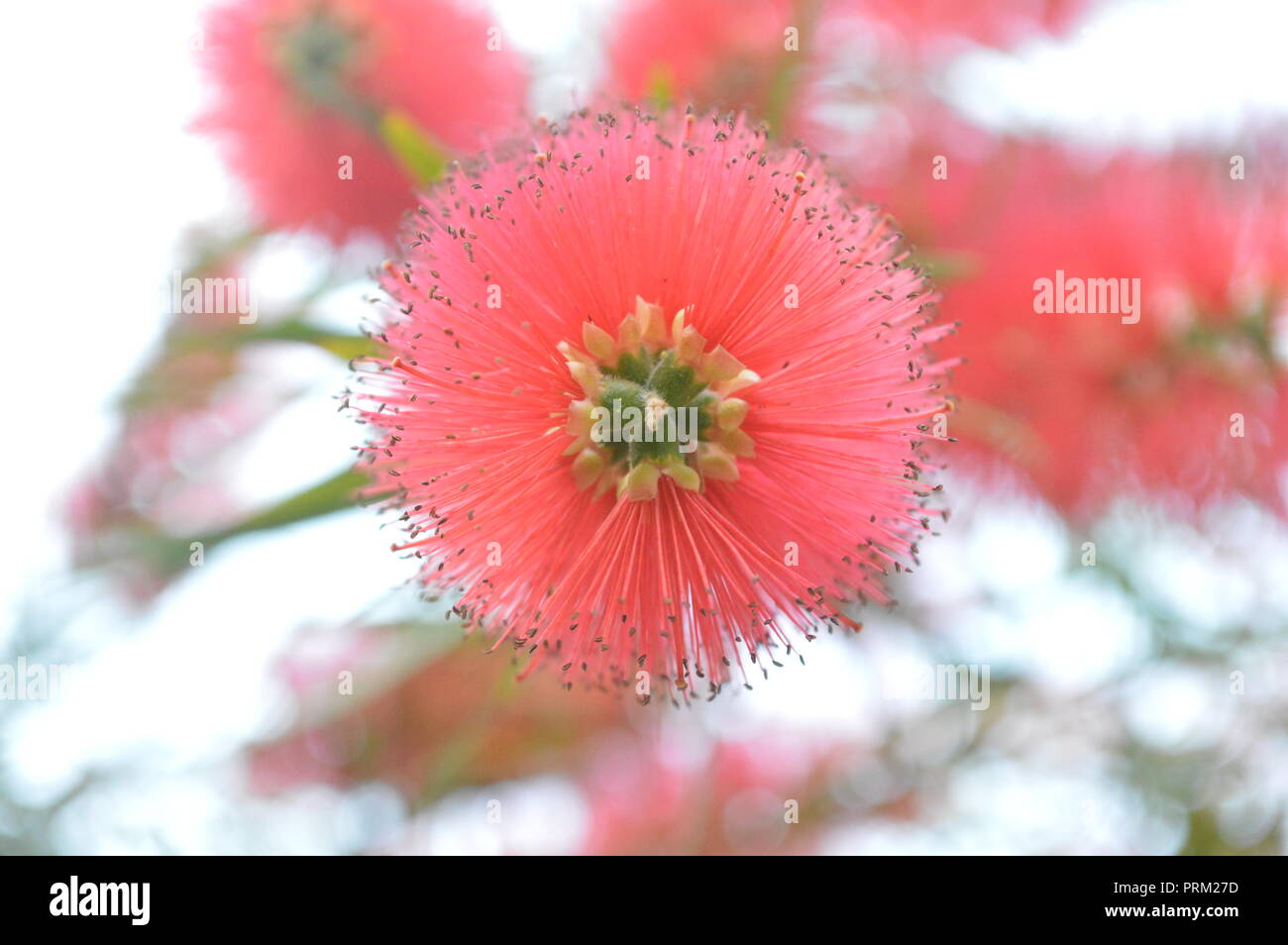 Stone zoom hi-res stock photography and images - Alamy