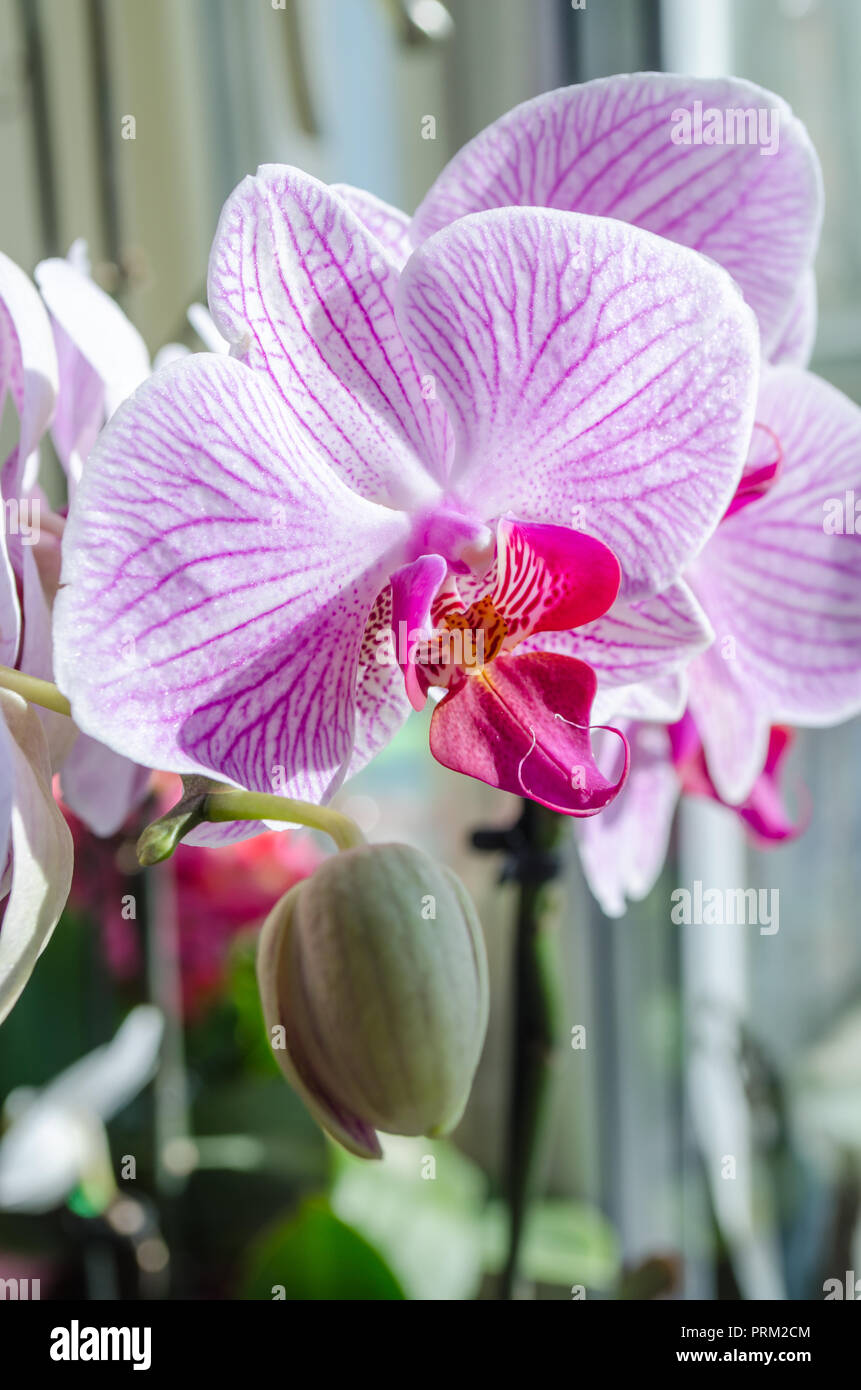 Striped orchid hi-res stock photography and images - Alamy