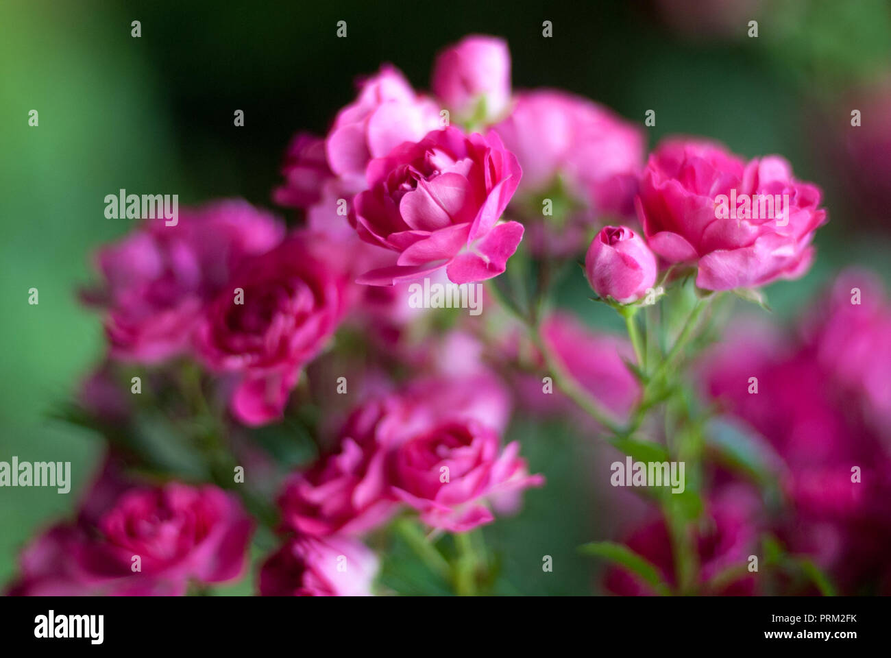 Pink Bush Rose Stock Photo - Alamy
