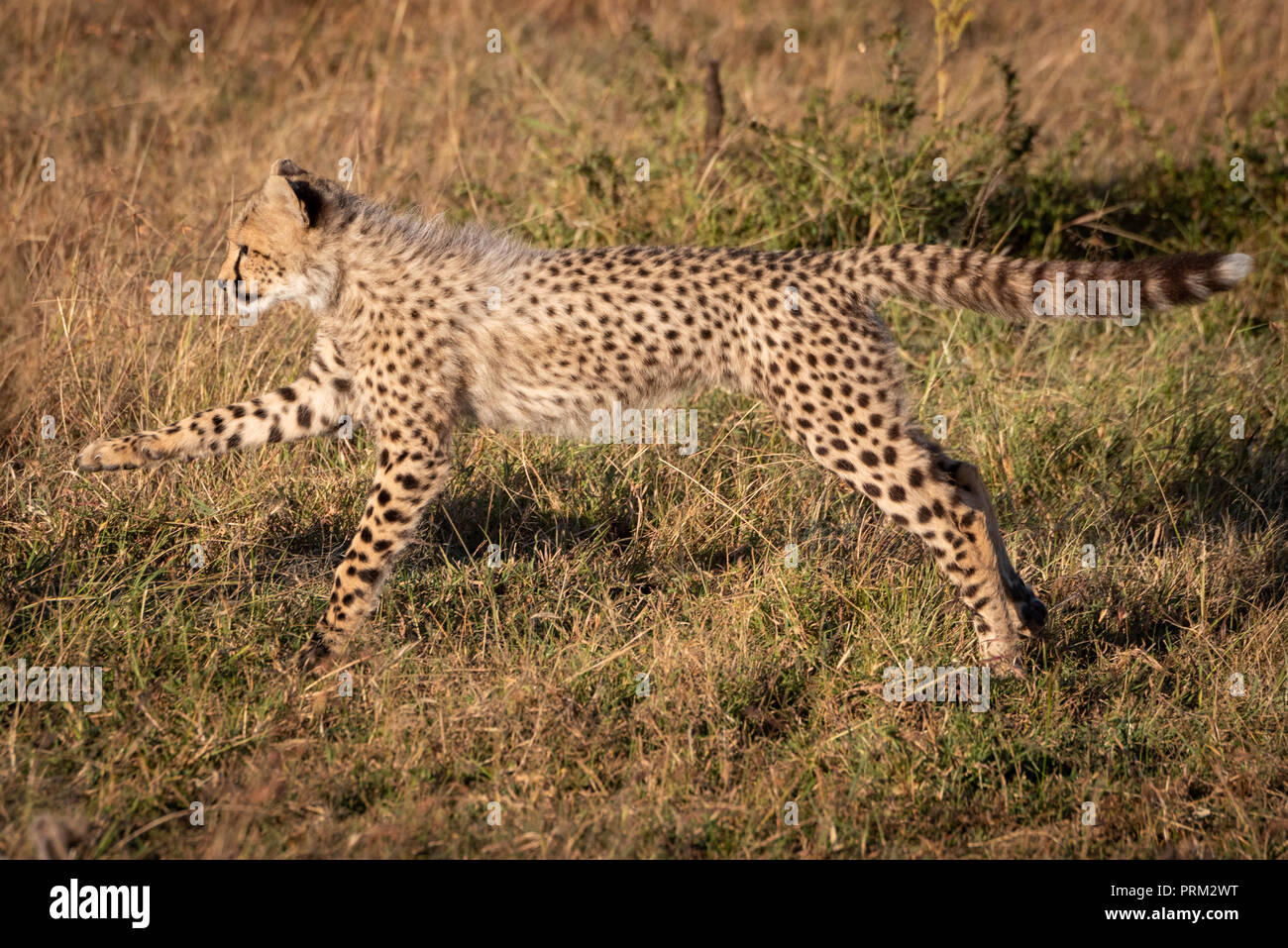 Cheetah cub jumping with legs stretched out Stock Photo - Alamy