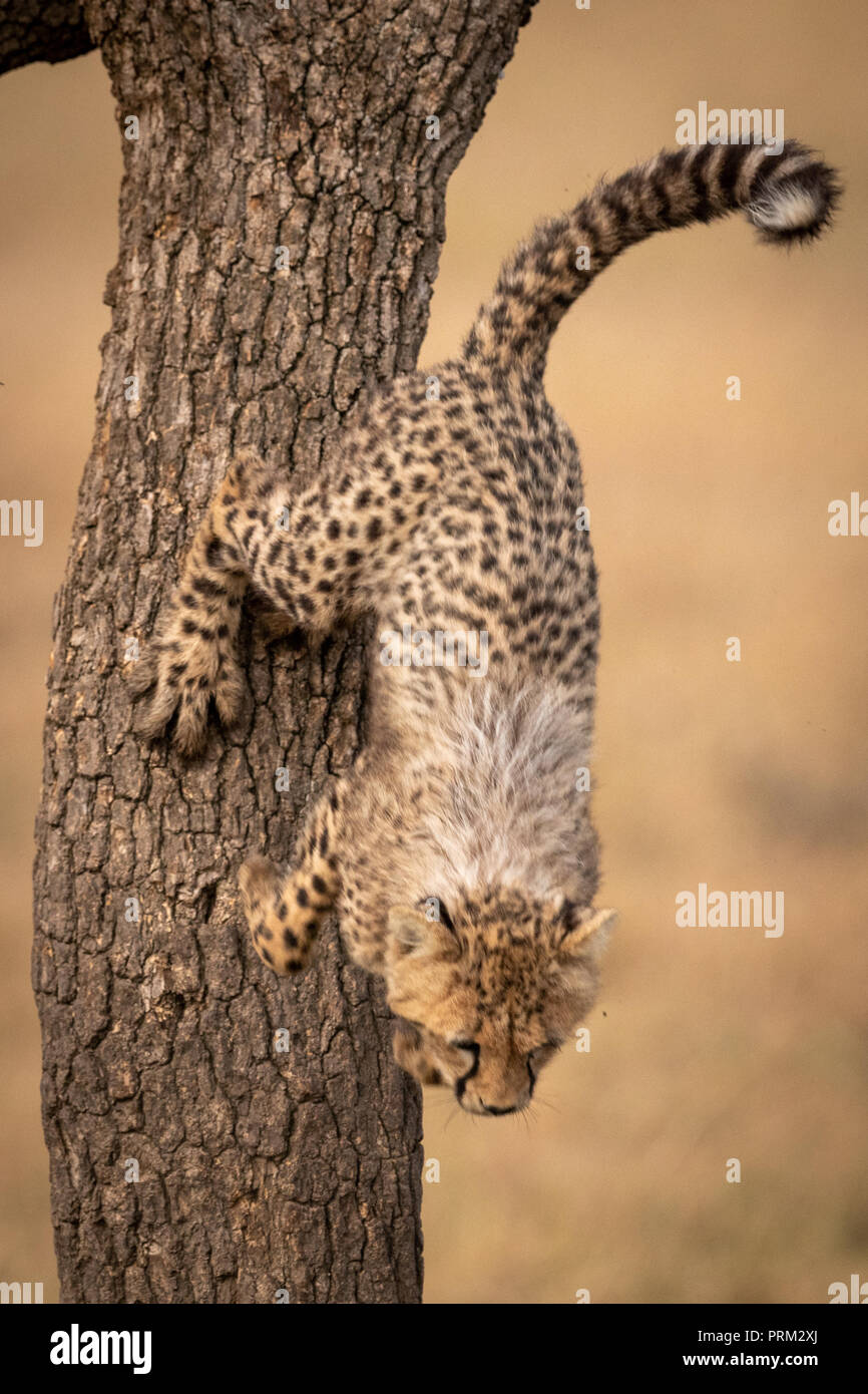 Cheetah jumping from tree hi-res stock photography and images - Alamy
