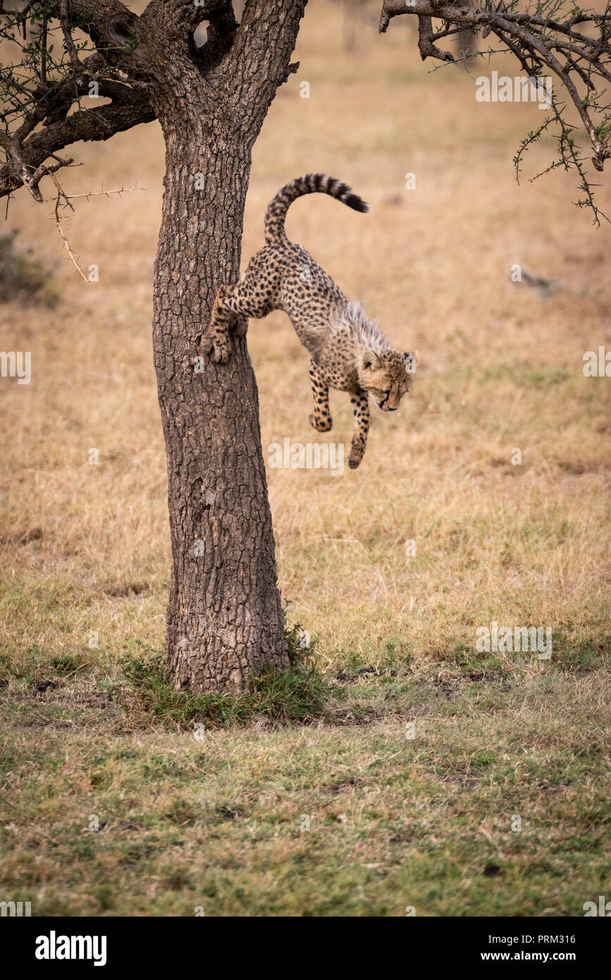 Cheetah cub jumps from tree in grassland Stock Photo - Alamy
