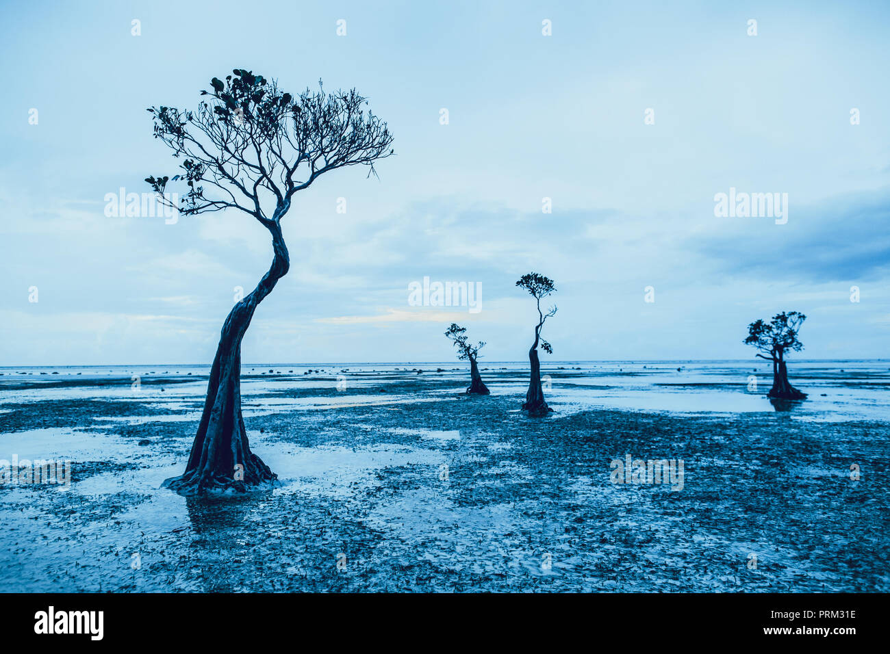 Mangrove trees silhouettes. Blue grey tints background. Magnificent art ...