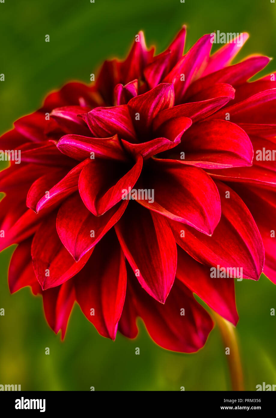Red Mini Dahlia Flower Stock Photo - Alamy
