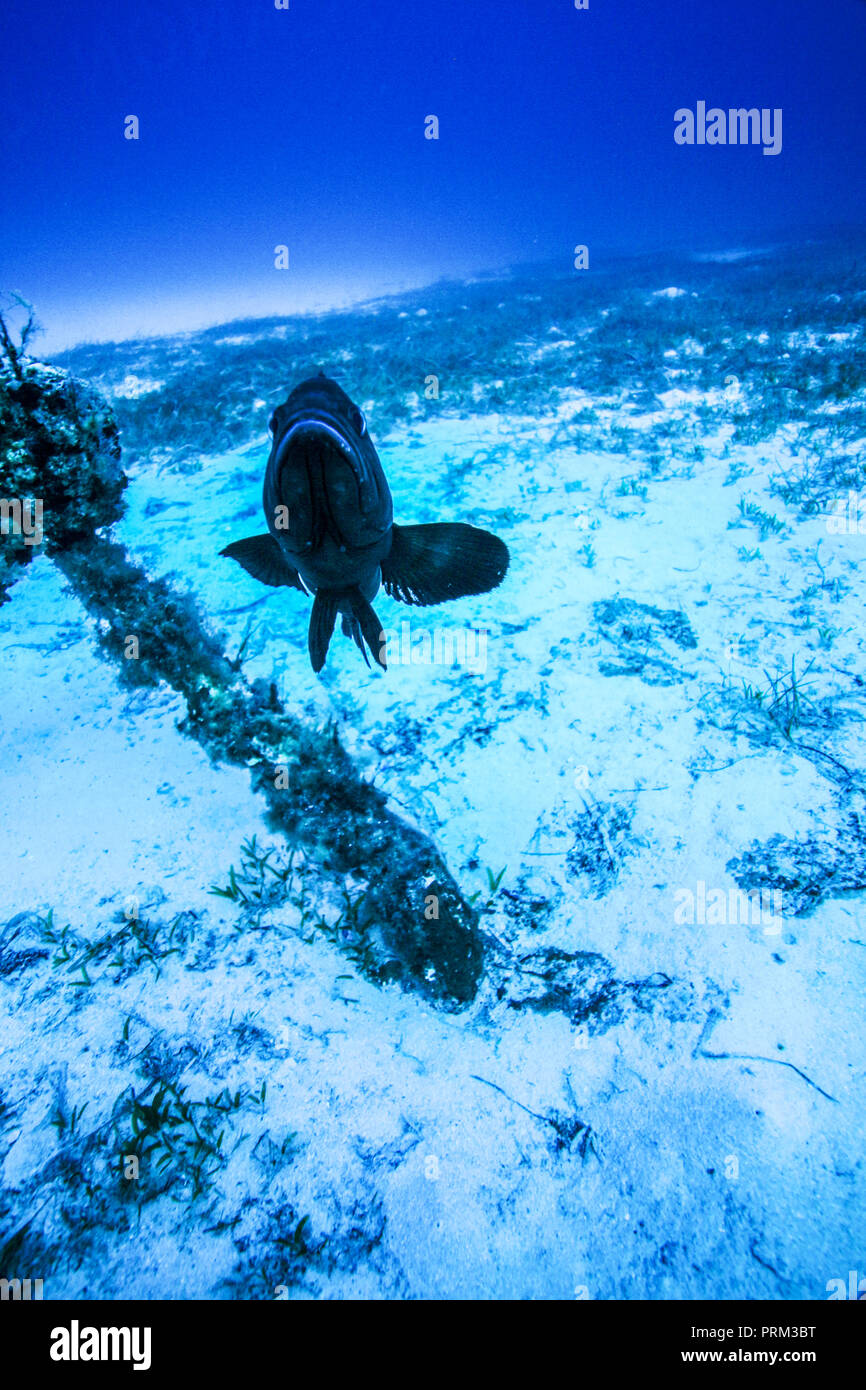 Marine life mediterranean sea grouper hi-res stock photography and ...