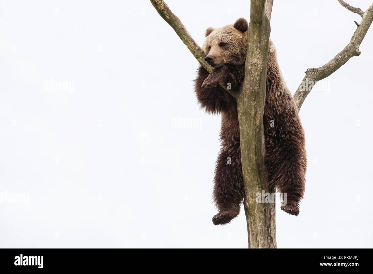 Young brown bear in a tree Stock Photo - Alamy