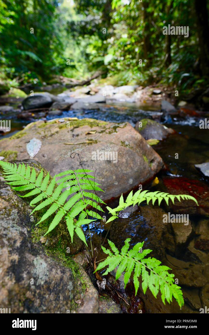 A Fern growing on a rock near a river, Gorrell track, Misty Mountains ...