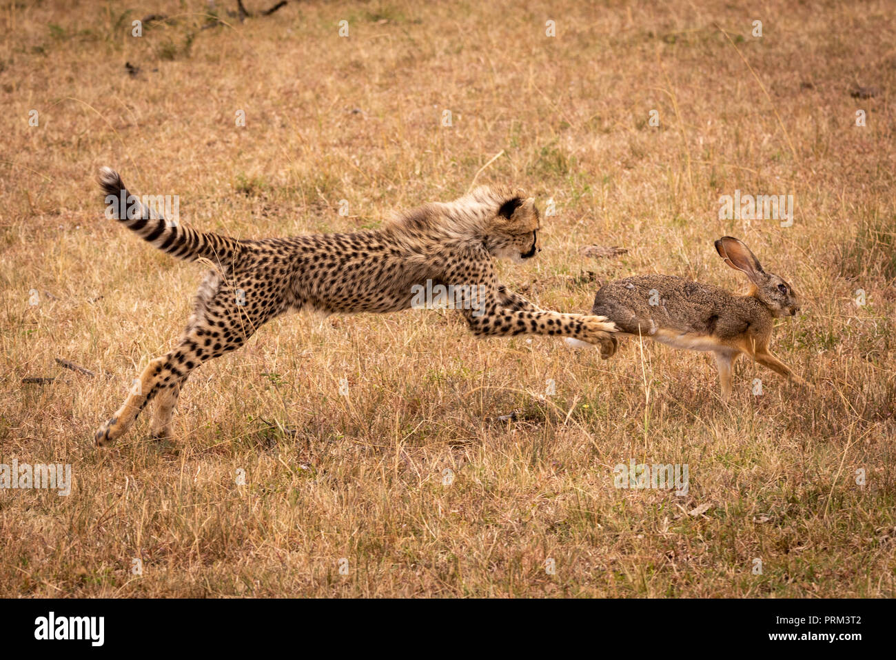 Cheetah cub jumps to catch scrub hare Stock Photo - Alamy