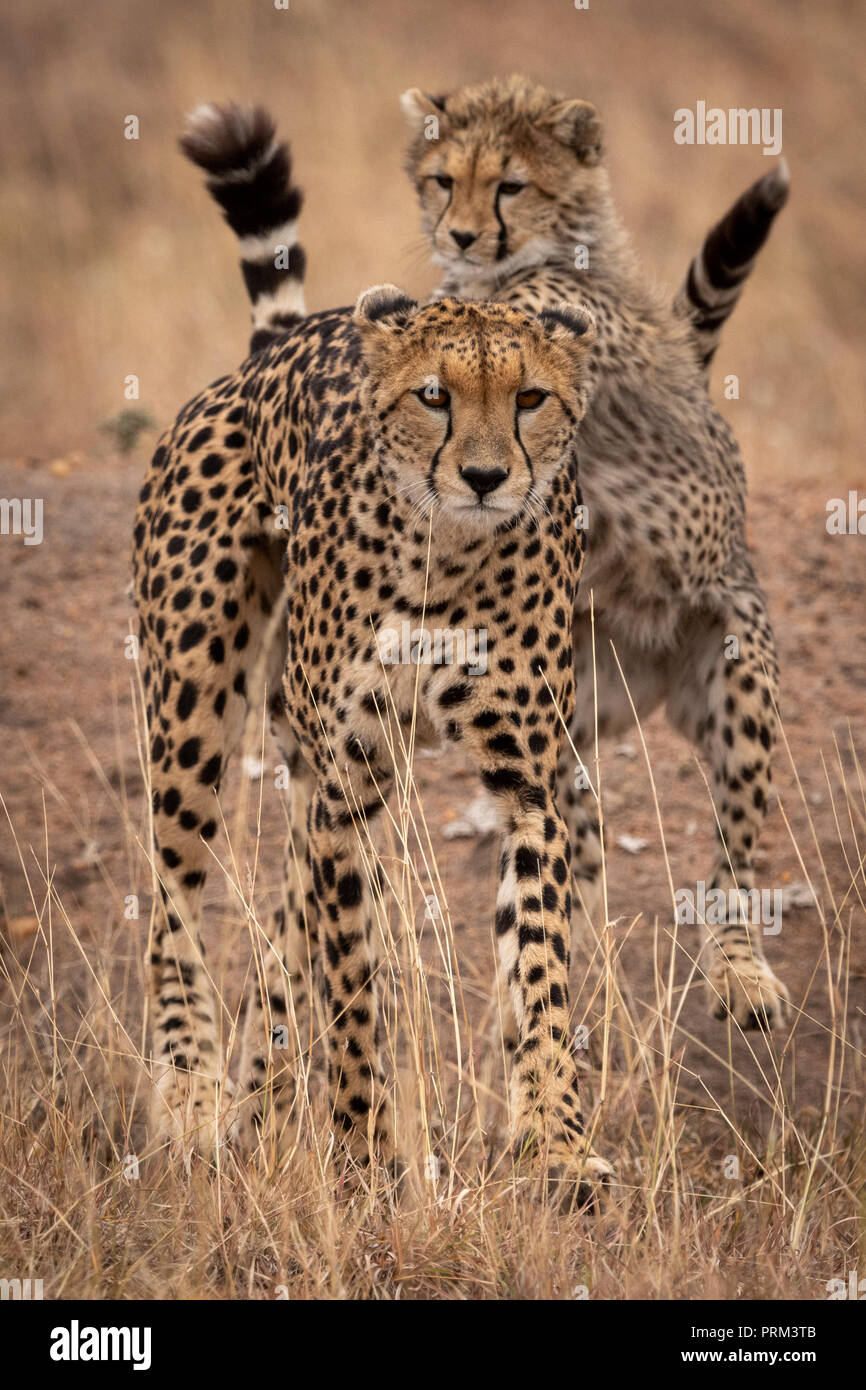 Cheetah cub leaning on back of mother Stock Photo - Alamy