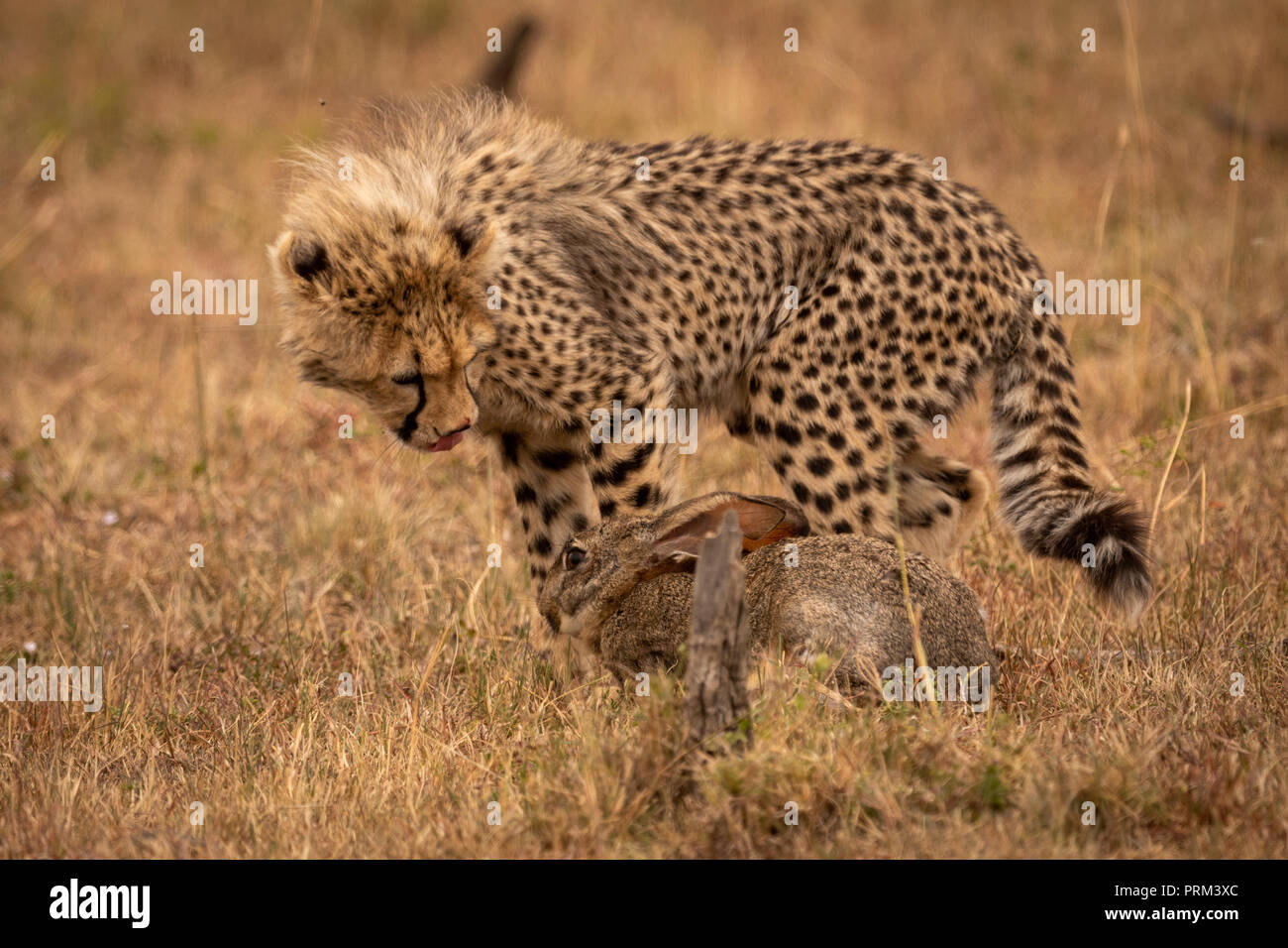 Cheetah cub licks lips at scrub hare Stock Photo - Alamy