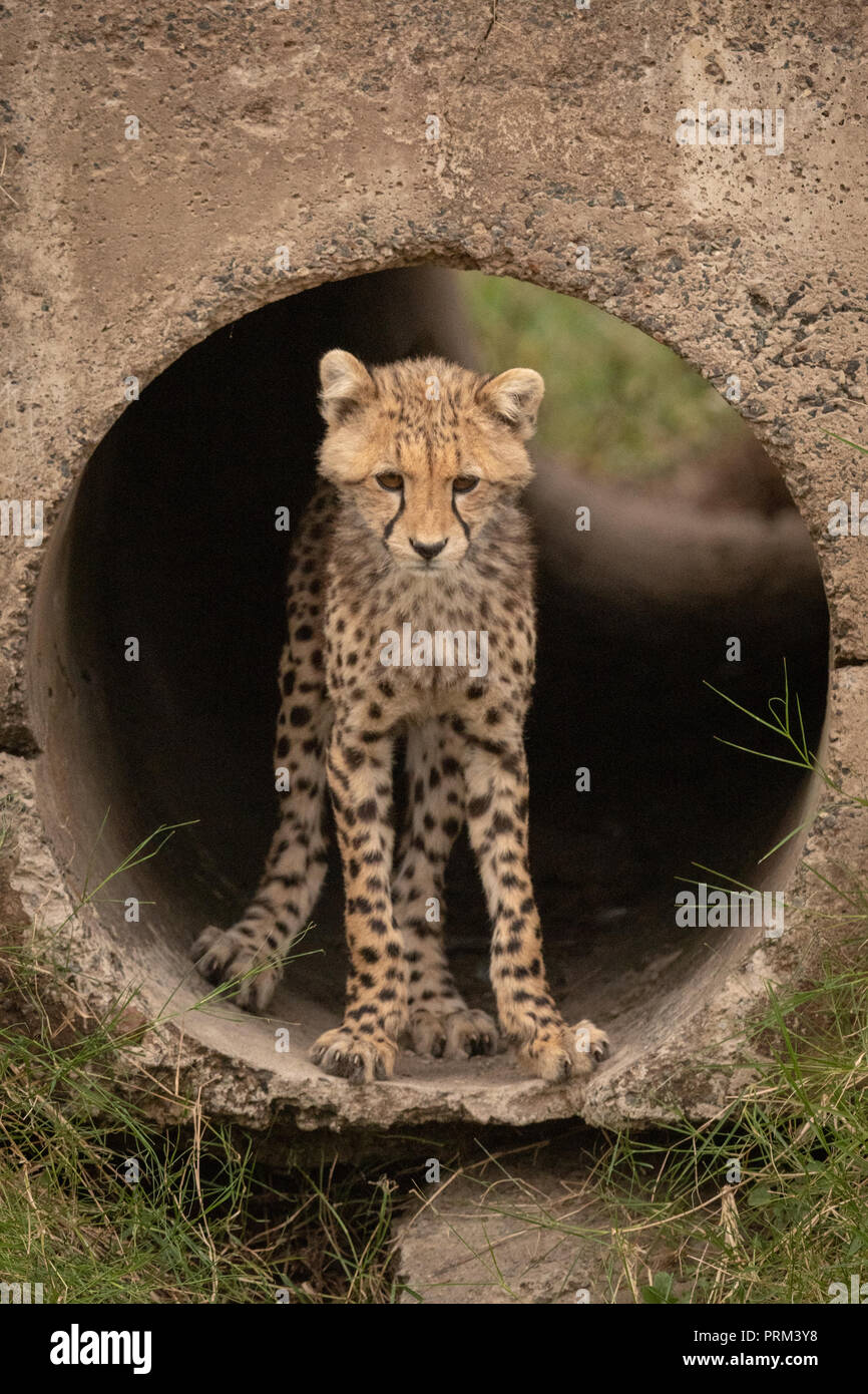 Cheetah cub looking down stands in pipe Stock Photo - Alamy