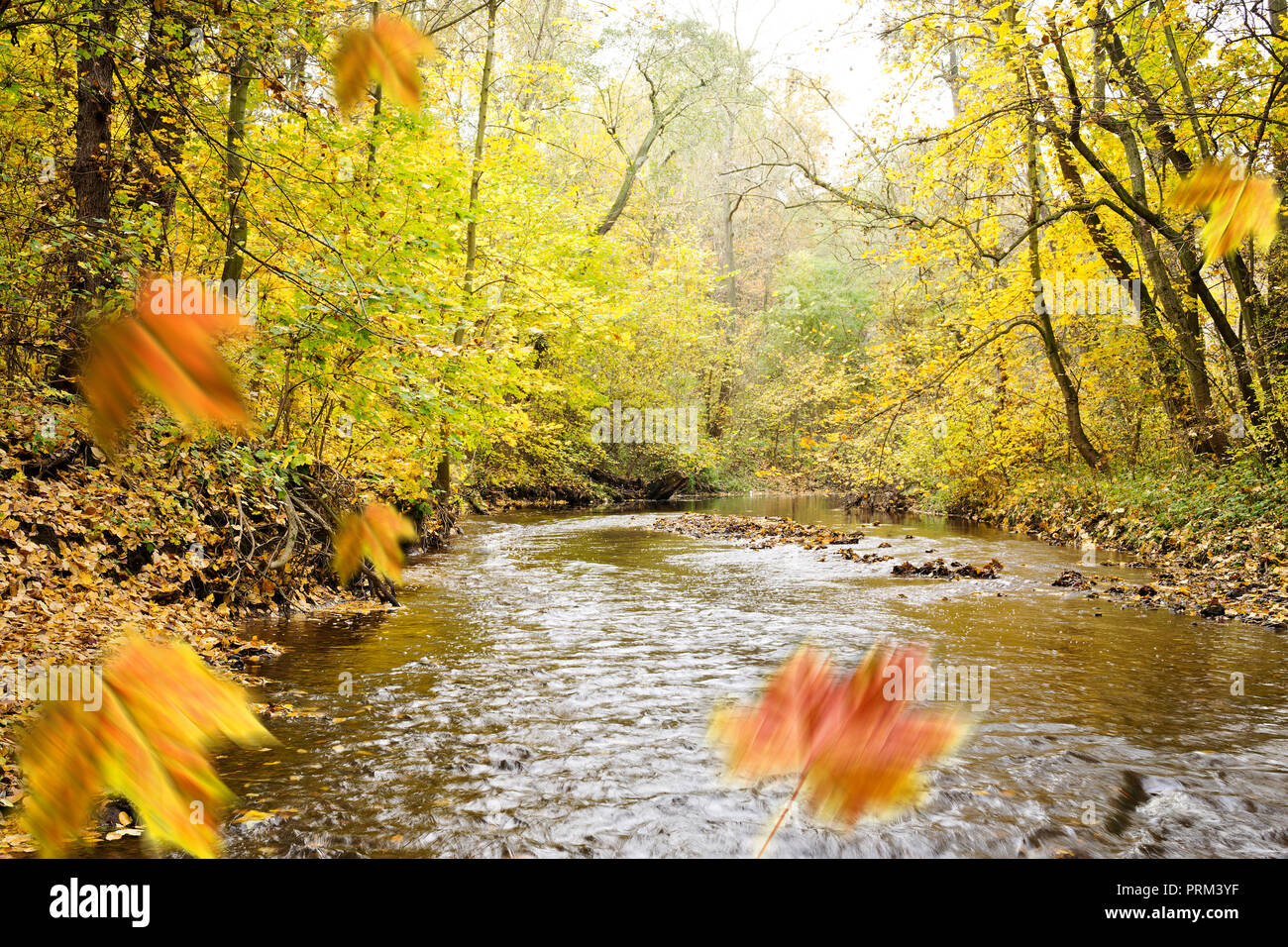 Autumn forest with a creek and falling leaves Stock Photo - Alamy