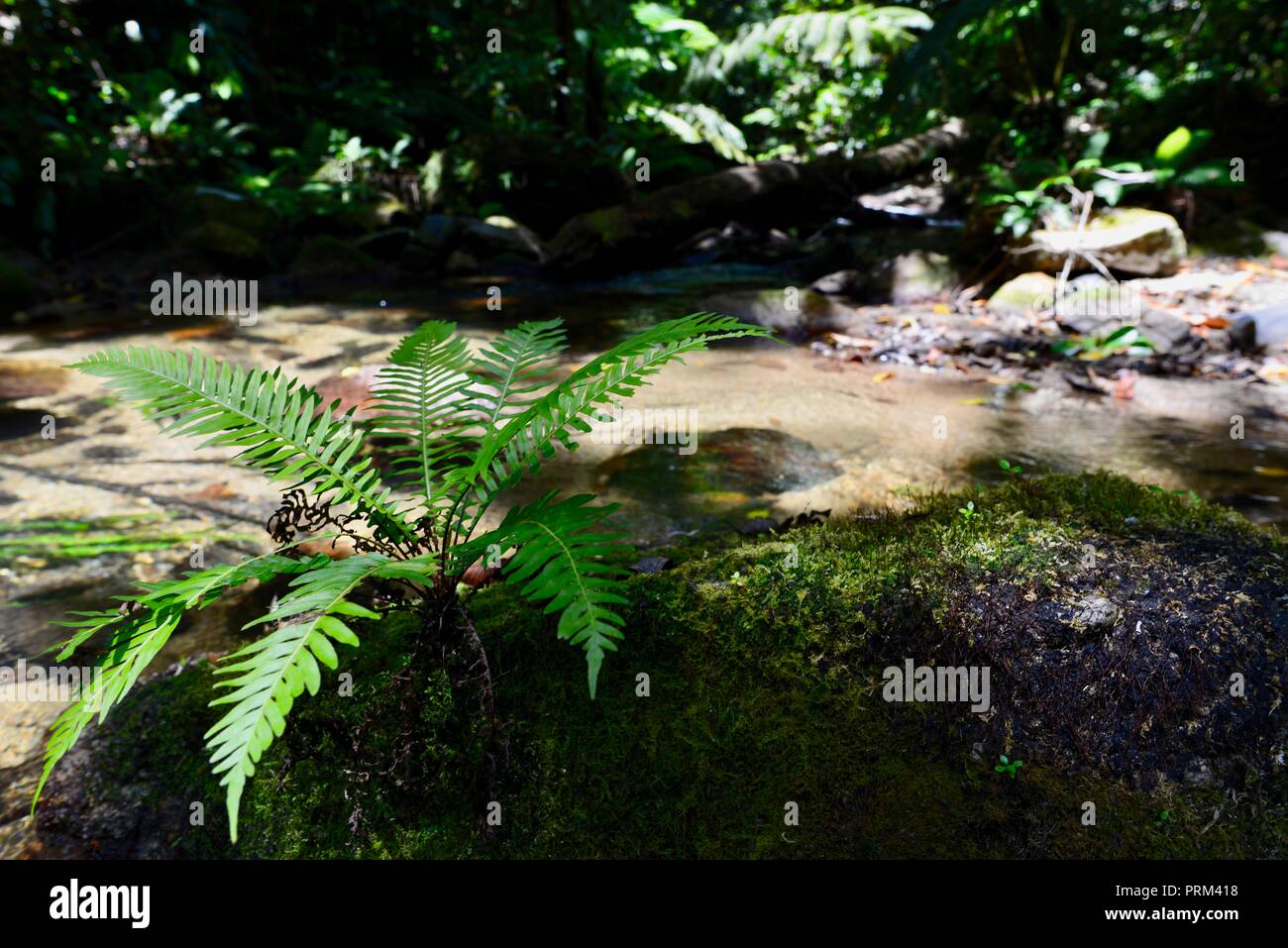 A Fern growing on a rock near a river, Gorrell track, Misty Mountains ...