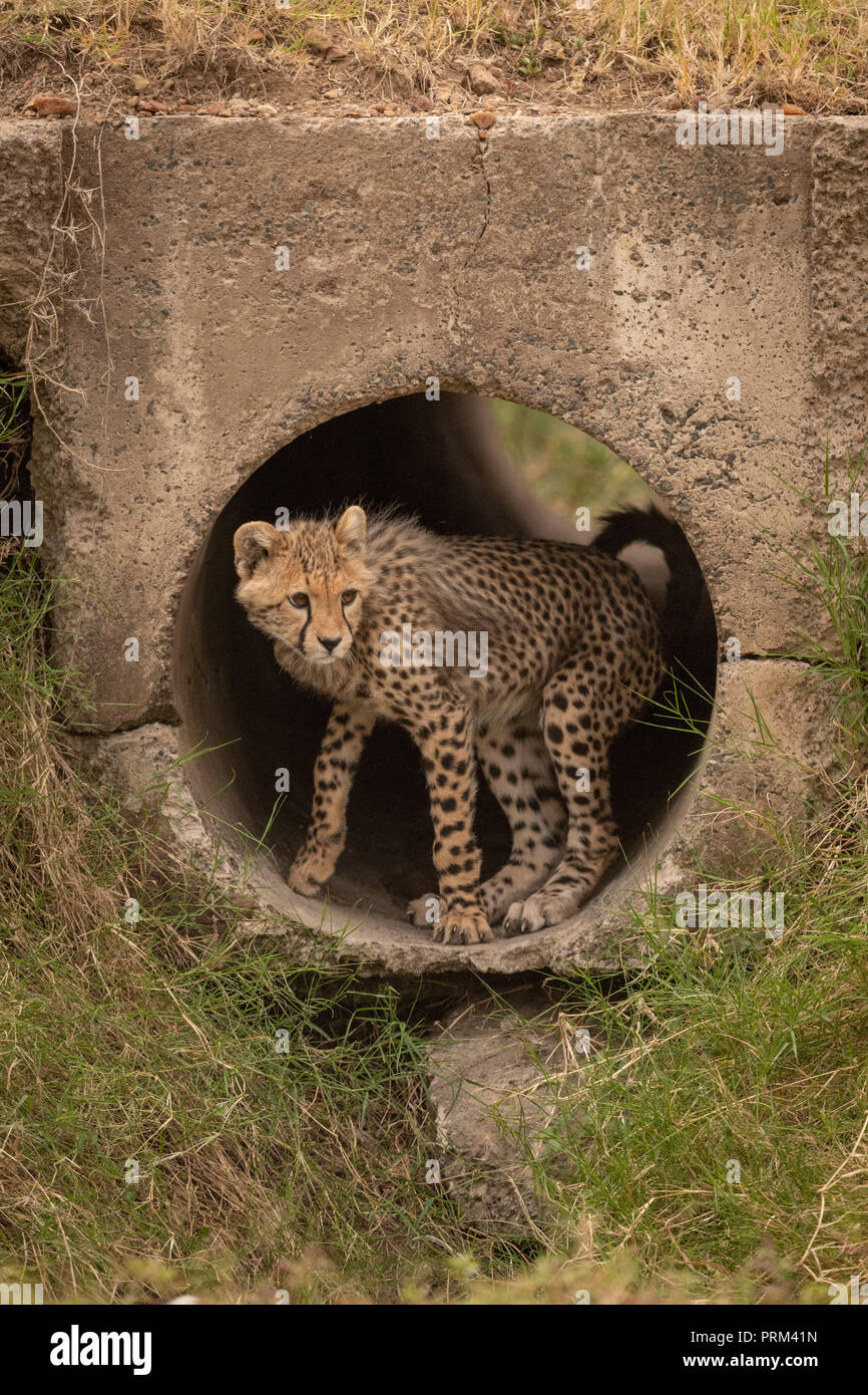 Cheetah cub looks out from concrete pipe Stock Photo - Alamy