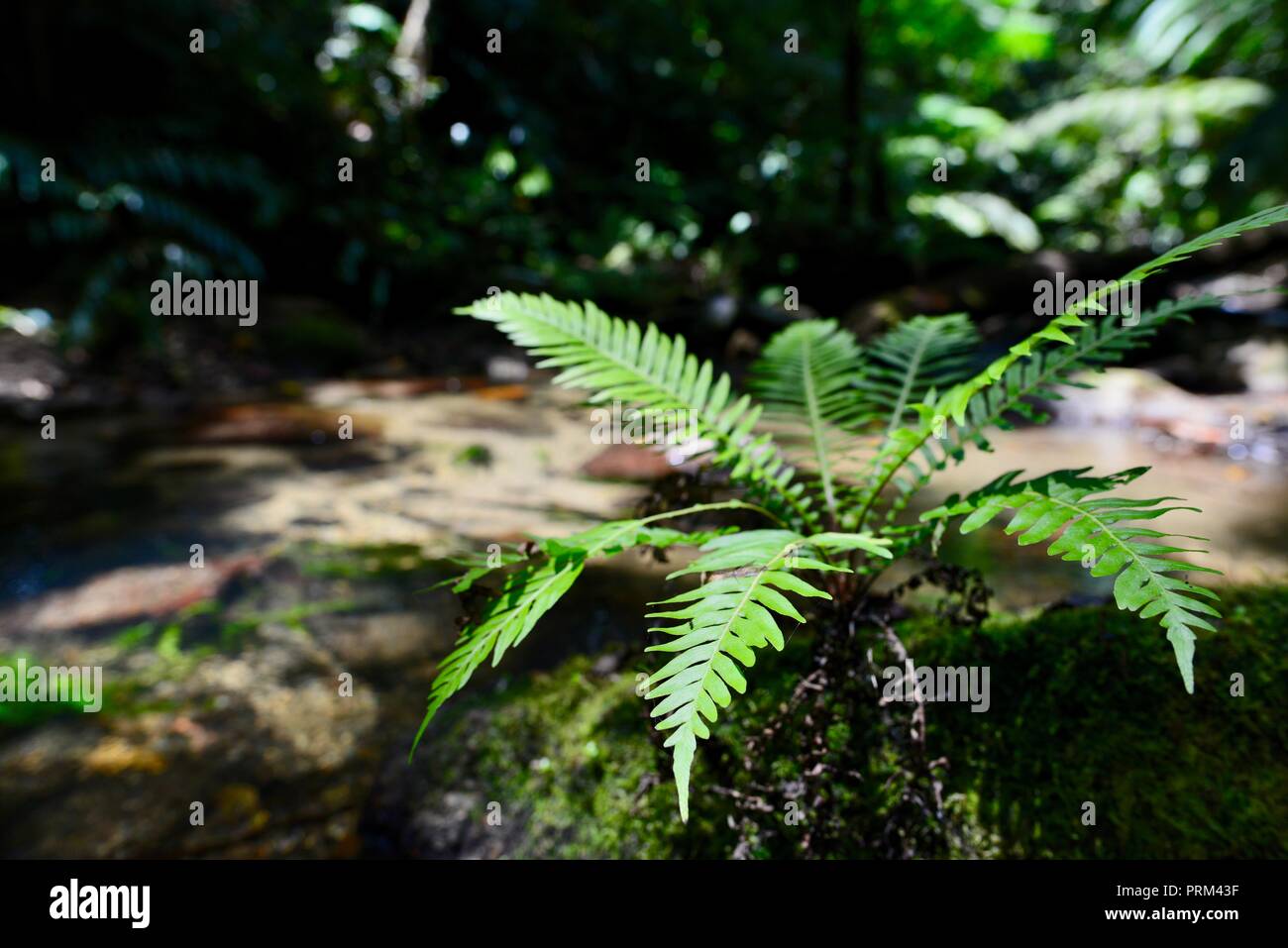 A Fern growing on a rock near a river, Gorrell track, Misty Mountains ...