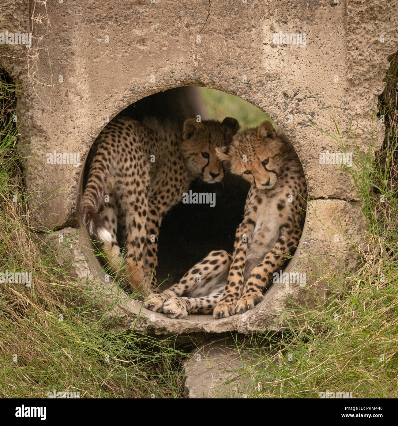 Cheetah cub lying in pipe beside another Stock Photo - Alamy