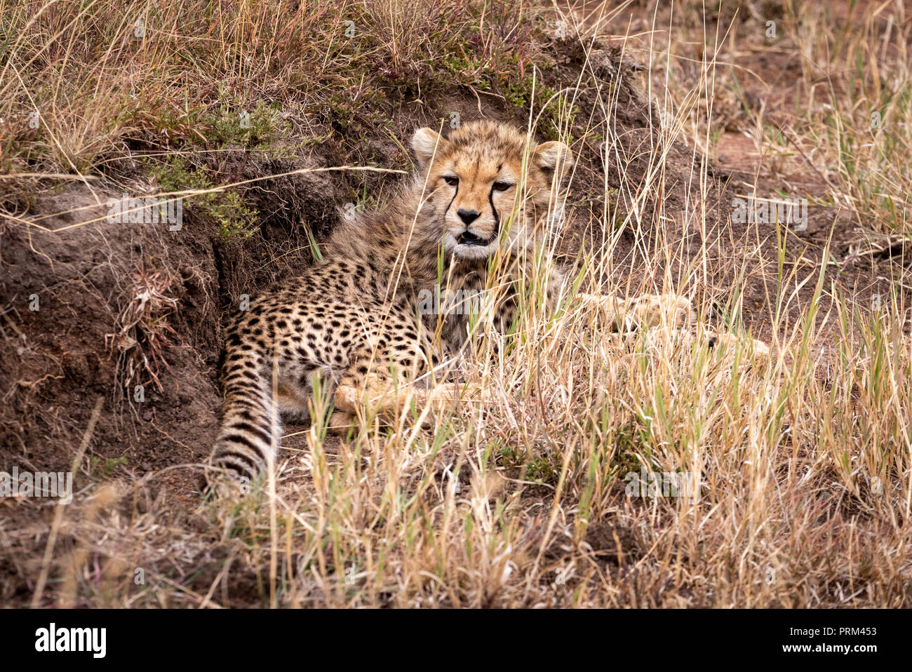 Cheetah cub lying under bank in grass Stock Photo - Alamy