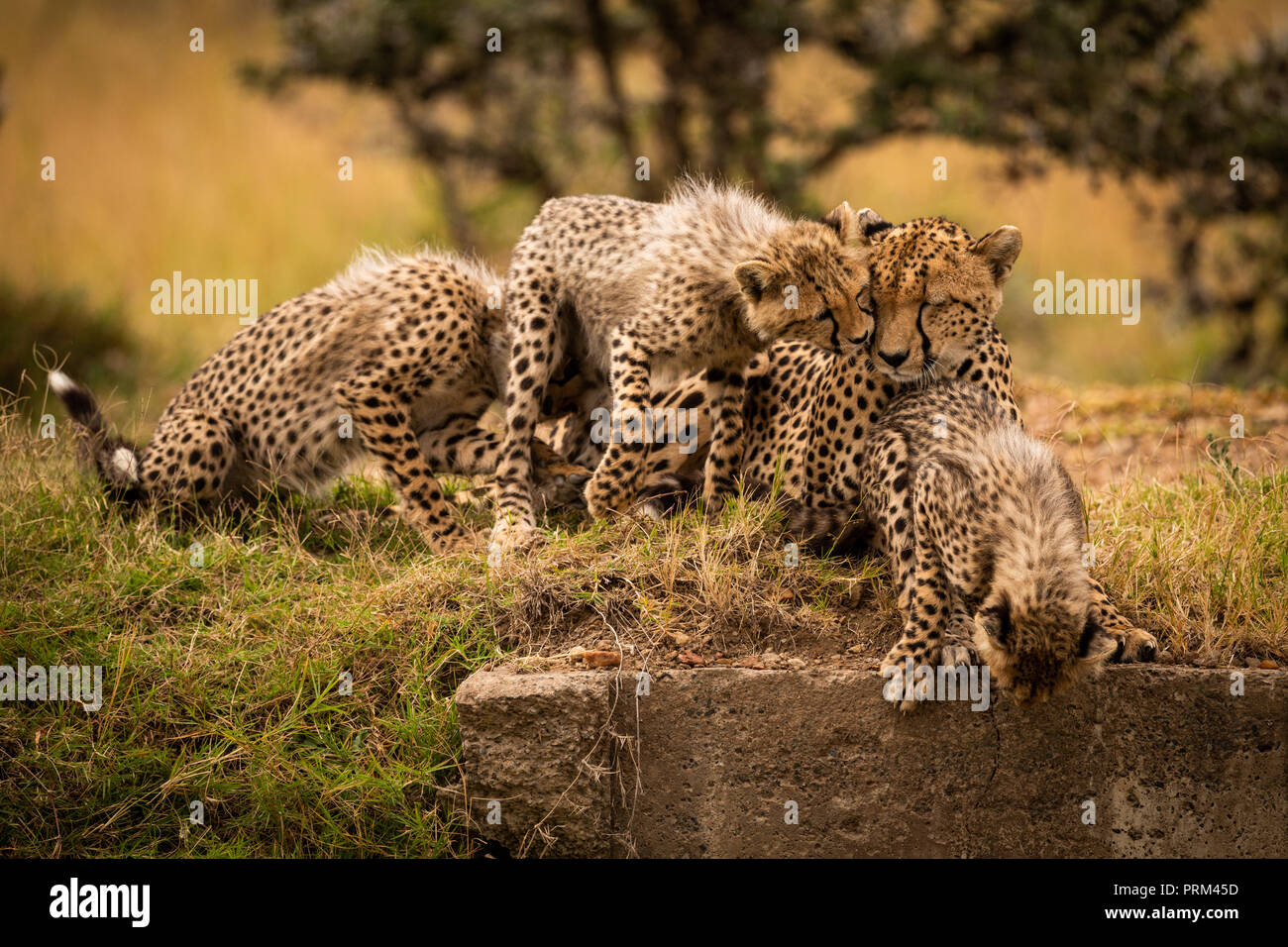 Cat nuzzling hi-res stock photography and images - Alamy