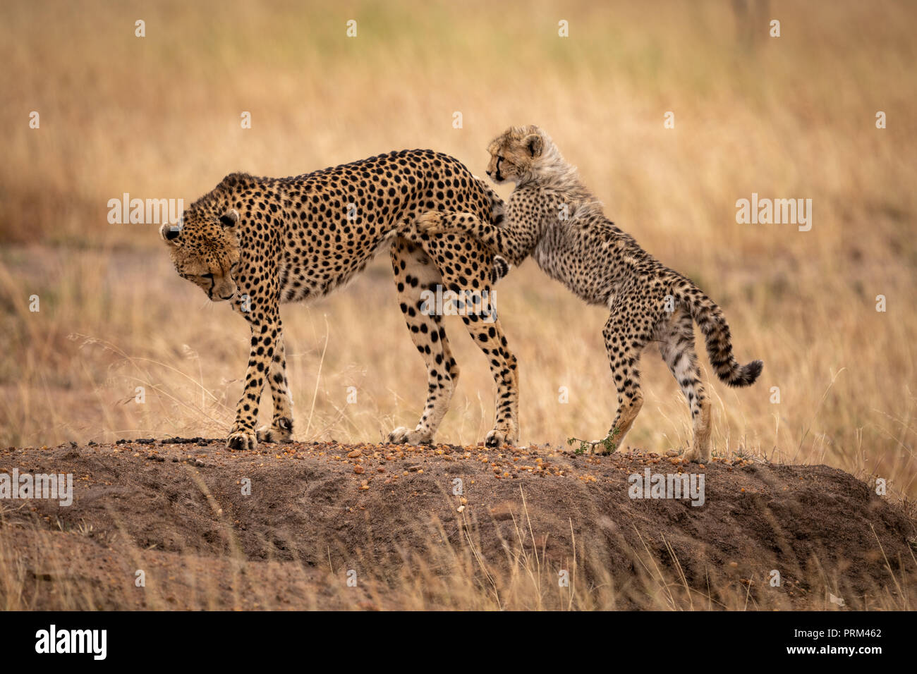 Cheetah cub on hind legs wrestles mother Stock Photo - Alamy