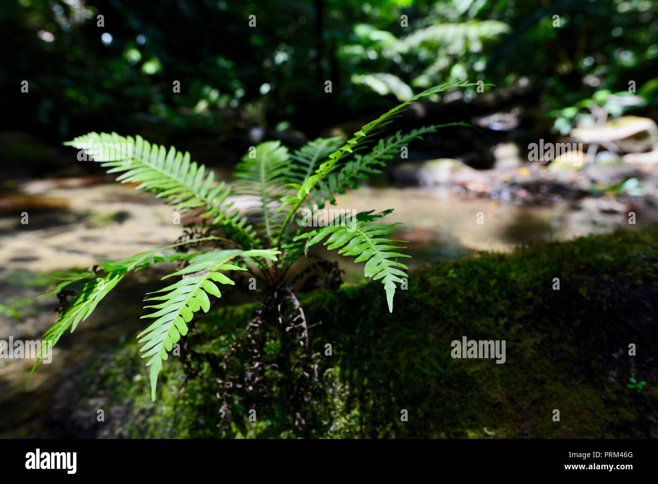 A Fern growing on a rock near a river, Gorrell track, Misty Mountains ...