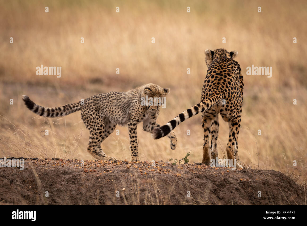 Cheetah cub playing with tail of mother Stock Photo - Alamy