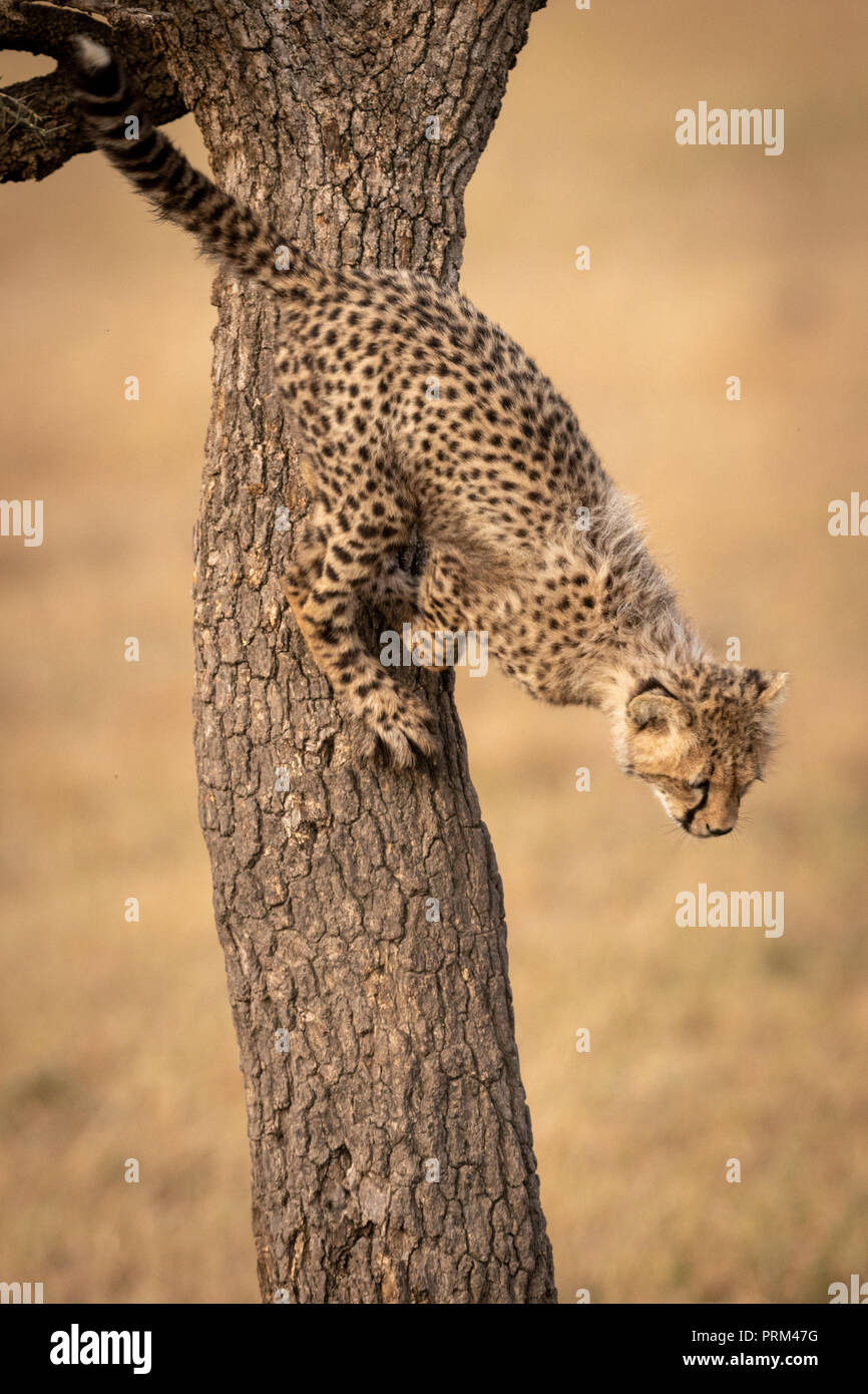 Cheetah cub ready to jump from tree Stock Photo - Alamy