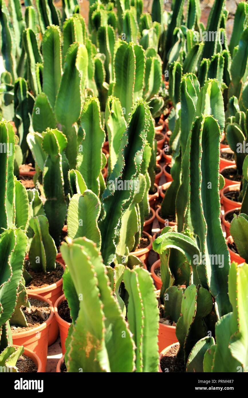 Euphorbia ingens cactus plant under the sun Stock Photo - Alamy