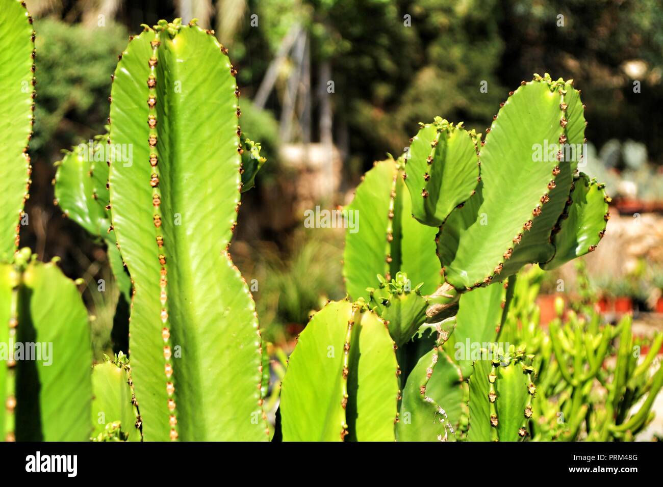 Euphorbia ingens cactus plant under the sun Stock Photo - Alamy