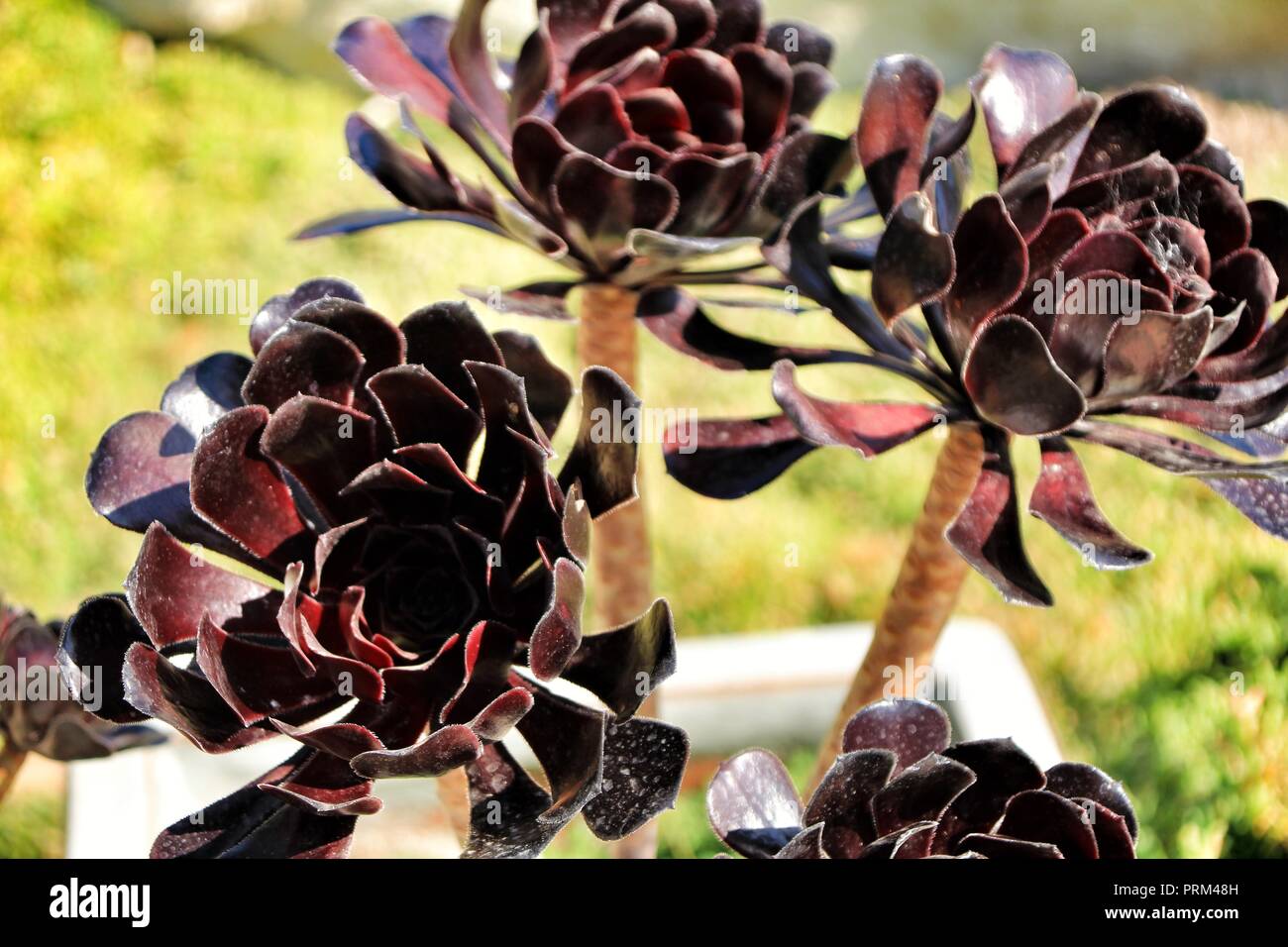 Tree aeonium, aeonium arboreum succulent plant under the sun in the ...