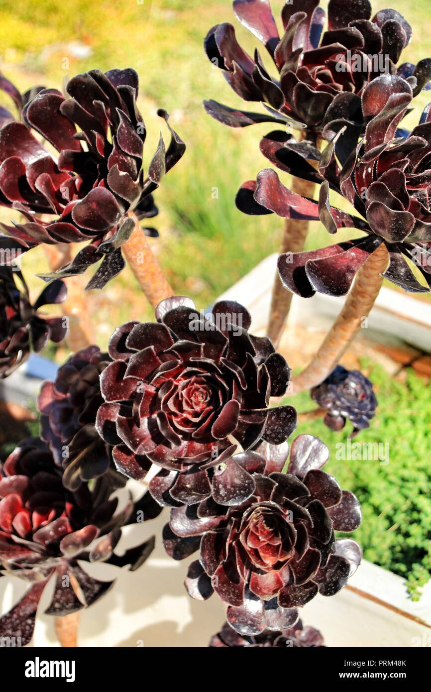 Tree aeonium, aeonium arboreum succulent plant under the sun in the ...